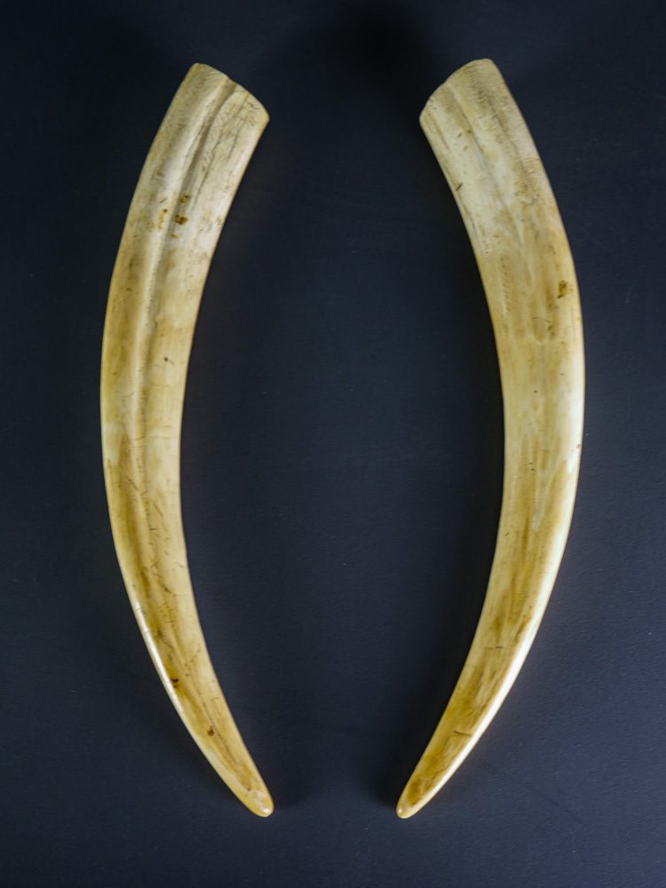 Atlantic Walrus Tusks AHS428 | Antlers Horns and Skulls