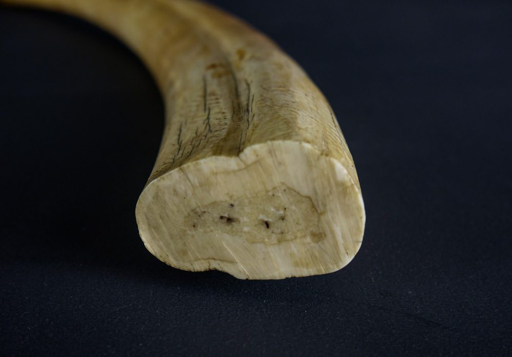 Atlantic Walrus Tusks AHS428 | Antlers Horns and Skulls