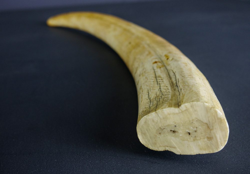 Atlantic Walrus Tusks AHS428 | Antlers Horns and Skulls